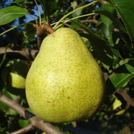 Abies Koreana Blue Standard – Vrtnarstvo Breskvar d.o.o. | Cvetličarna ...