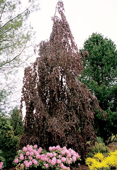 Fagus Sylvatica Purple Fountain – Vrtnarstvo Breskvar d.o.o ...
