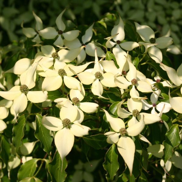 Cornus Kousa China Girl – Vrtnarstvo Breskvar d.o.o. | Cvetličarna in ...
