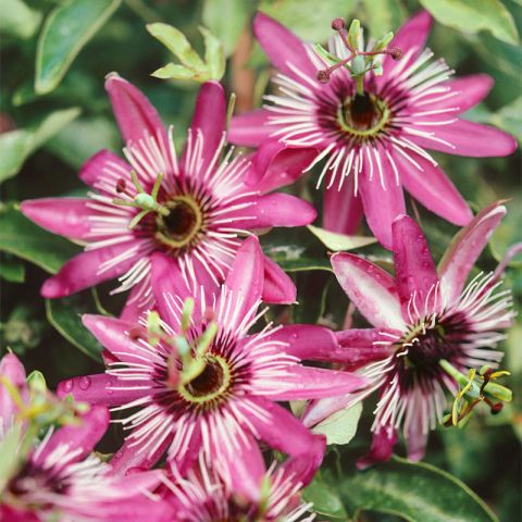 Passiflora Caerulea Rubra – Vrtnarstvo Breskvar d.o.o. | Cvetličarna in ...