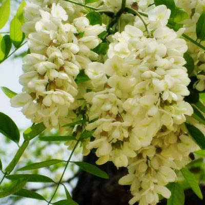 Sophora Japonica Flaviramea – Vrtnarstvo Breskvar d.o.o. | Cvetličarna ...